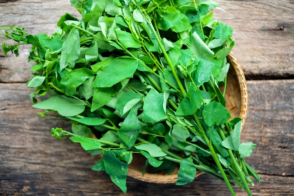10 Manfaat Daun Katuk untuk ASI Lancar - Mamabear